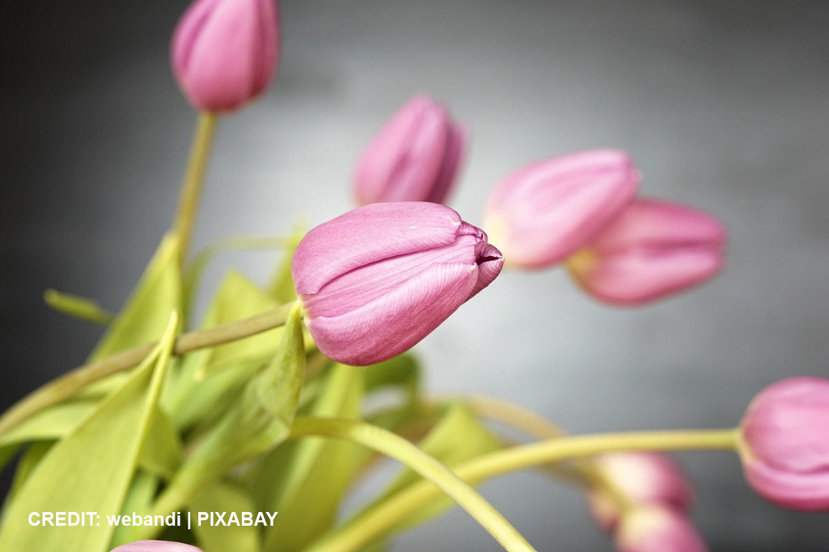 Buy Flowers in Mississauga: Tips for Selecting Flowers That Symbolize ...