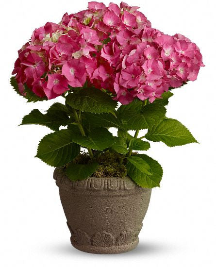 Pink Hydrangea Spring Flower Bouquet – Euro Flowers